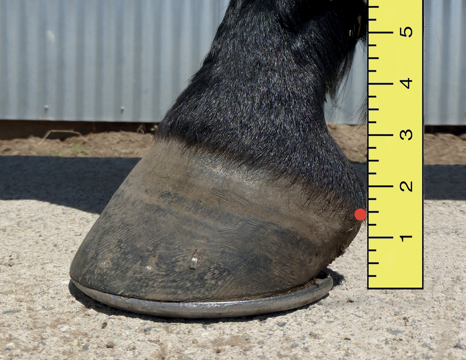 Posouzení patek u kopyt - Koňskéknihy.cz